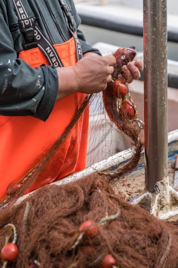 Sacar pescados de la red foto de archivo editorial. Imagen de tarde ...