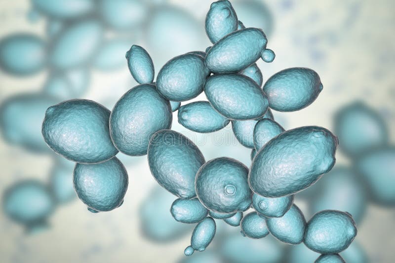 Saccharomyces Cerevisiae Yeast Stock Illustration - Illustration of ... Saccharomyces Cerevisiae Yeast Stock Illustration - Illustration of ...