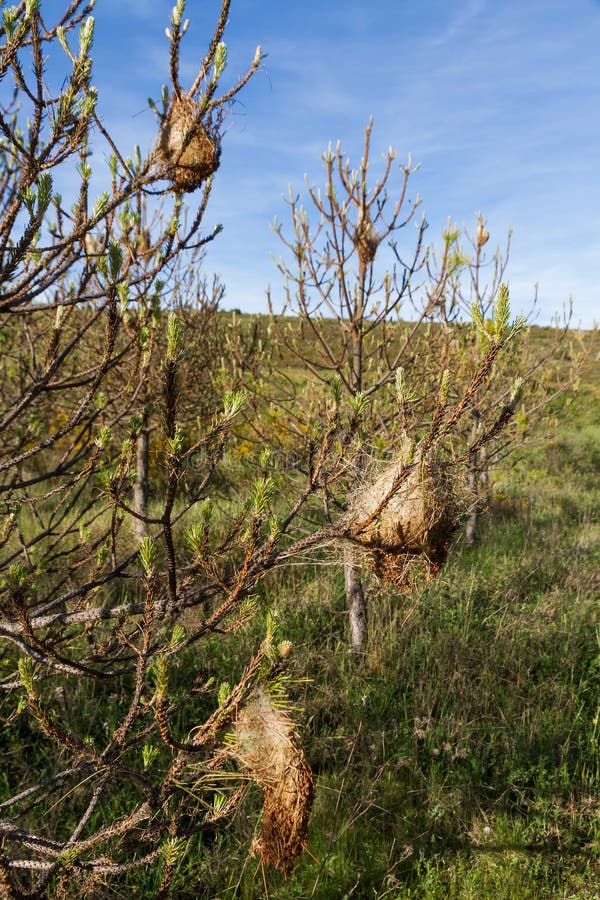 Processionarie Del Pino Della Quercia, Thaumetopoea Fotografia Stock ...
