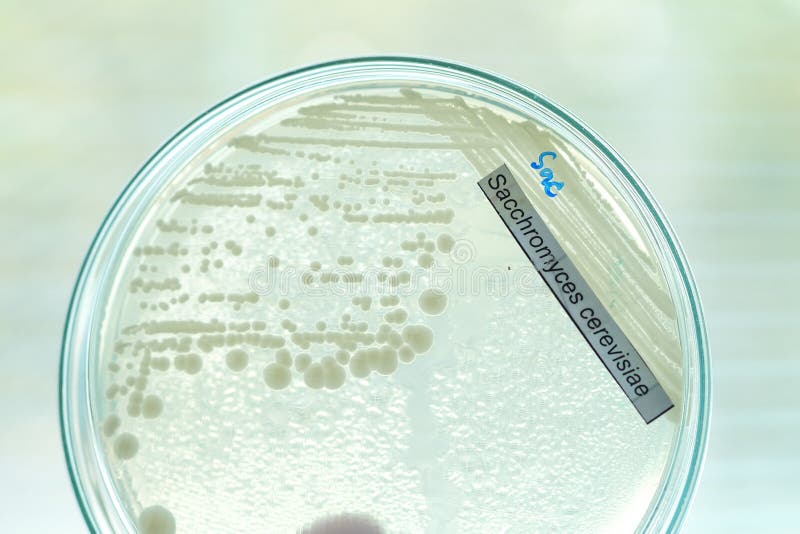 Sacchoromyces colony stock image. Image of chemical, experimental ...