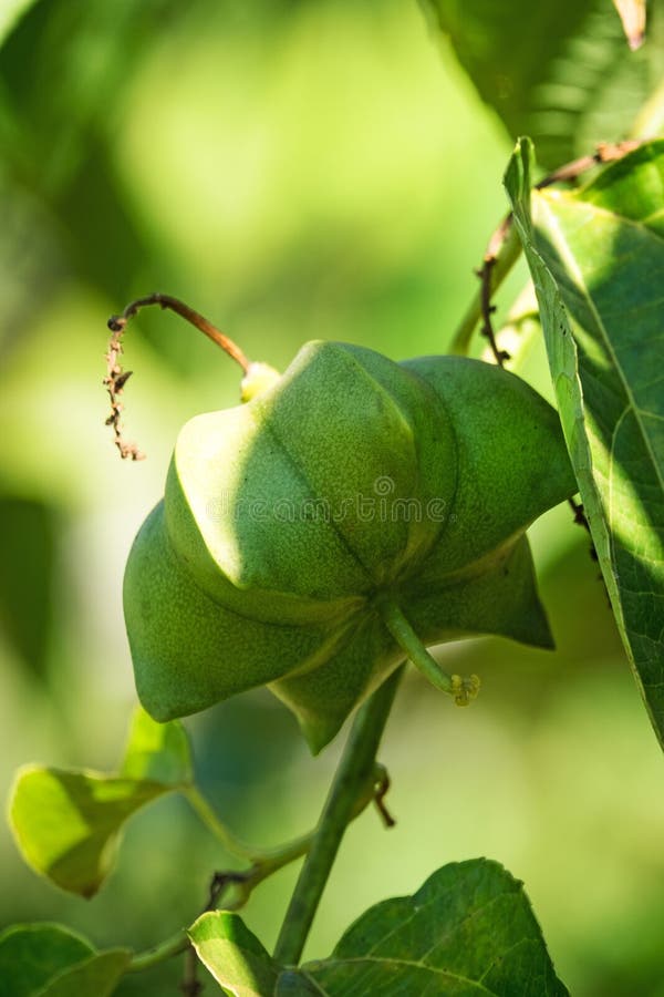 Sacha Inchi stock image. Image of inchi, green, plant - 91062363