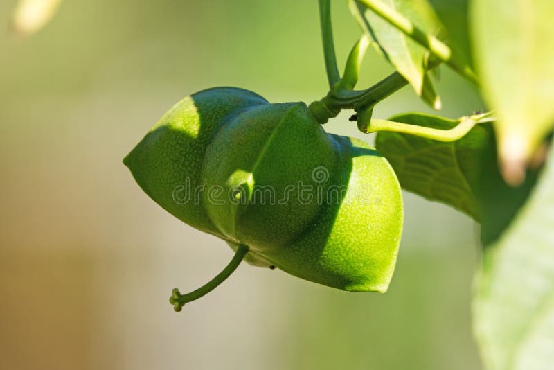 Sacha Inchi Tree SUPERFOOD PLANT in the World Stock Photo - Image of ...