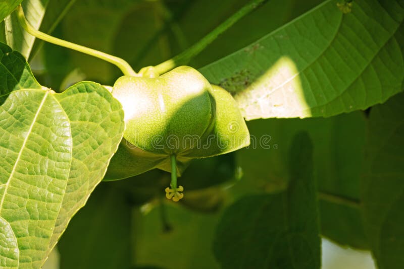 Sacha Inchi stock image. Image of inchi, plantation, capsule - 91062517