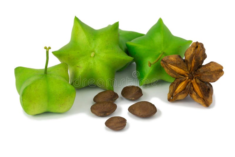 Sacha Inchi, Fresh Capsule Seeds Fruit of Sacha-Inchi Peanut Stock ...