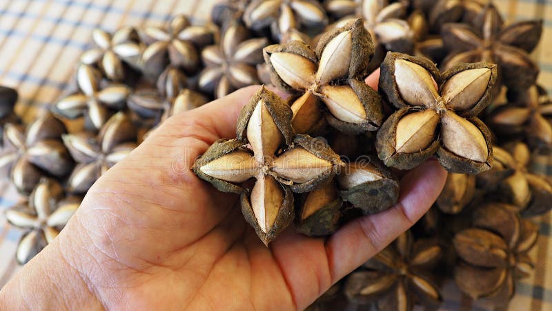 Sacha Inchi or Inca Nuts. Dried Sacha Inchi Nuts. Stock Photo - Image ...