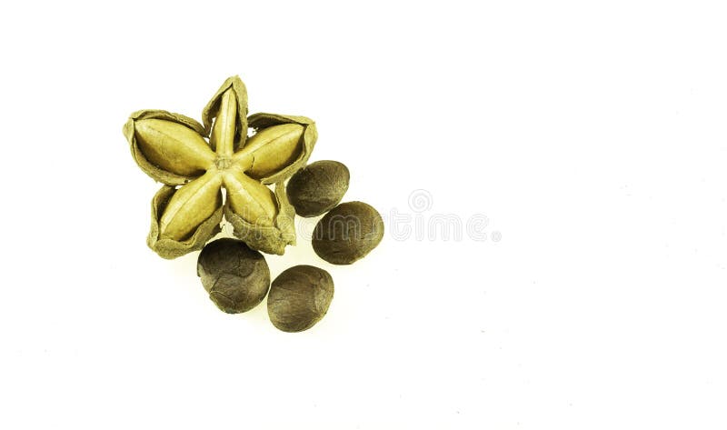 Sacha Inchi Oil stock photo. Image of fresh, acids, health - 207650582