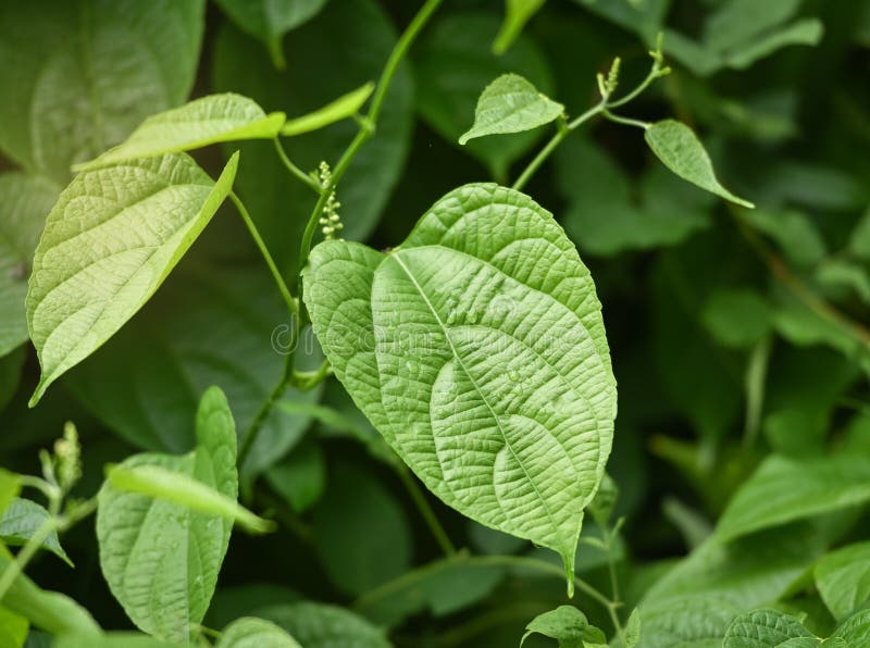 Sacha inchi stock photo. Image of mountain, plukenetia - 99788350