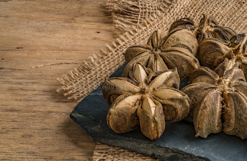 Sacha inchi nut stock image. Image of sapling, nature - 88957507