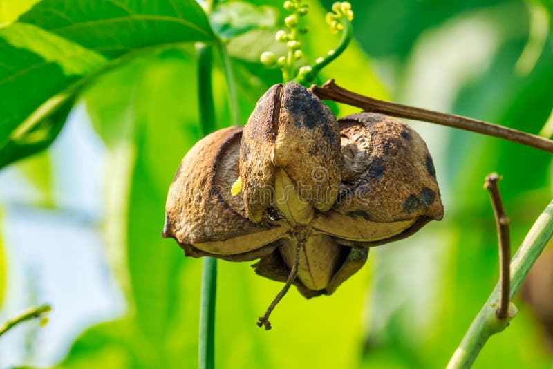 Sacha Inchi Nut stock image. Image of nature, inca, creeper - 106145877
