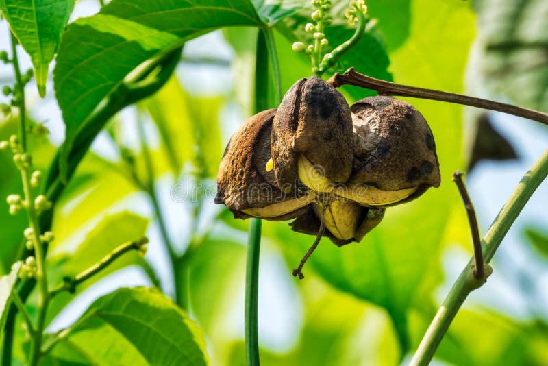 1,119 Sacha Inchi Plant Stock Photos - Free & Royalty-Free Stock Photos ...