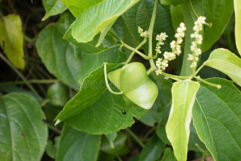 Sacha inchi peanut stock image. Image of spring, growing - 80393217