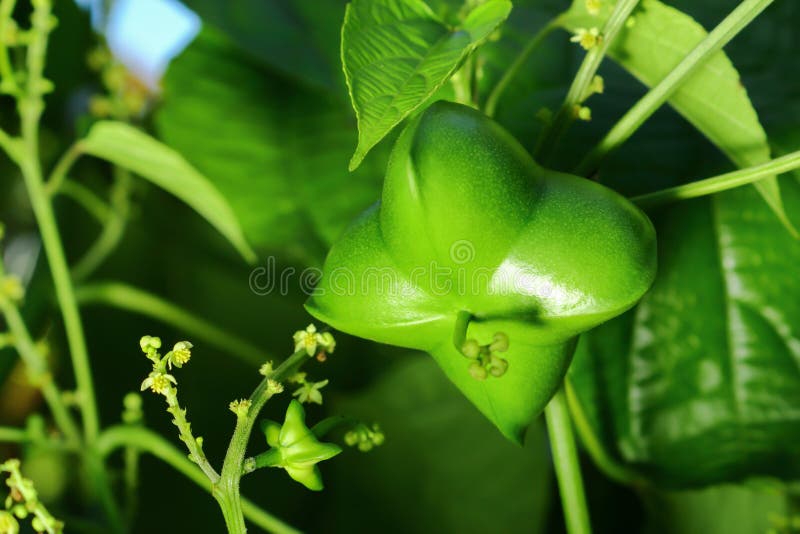 Sacha Inchi Peanut in Garden Stock Photo - Image of business, iodine ...