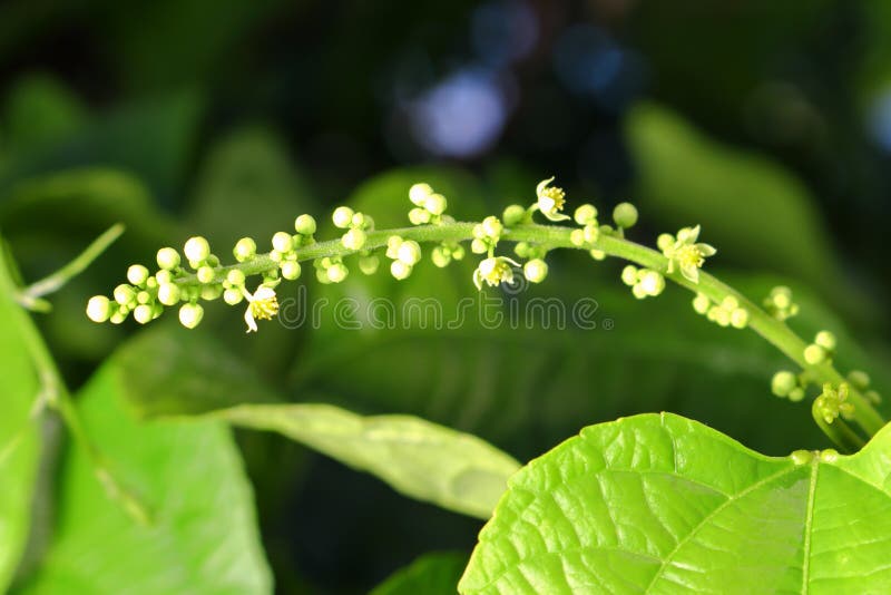 Sacha Inchi Peanut in Garden Stock Image - Image of brown, natural ...