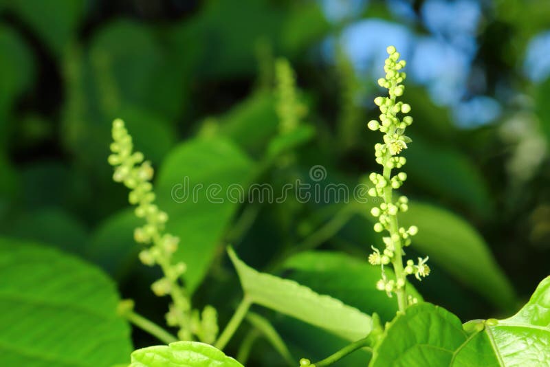 Sacha Inchi Peanut in Garden Stock Image - Image of business, earth ...