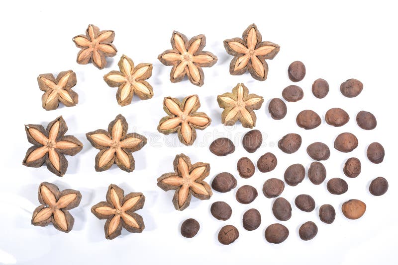 Sacha Inchi, Sacha Mani or Star Inca Peanut Seed on White Background ...