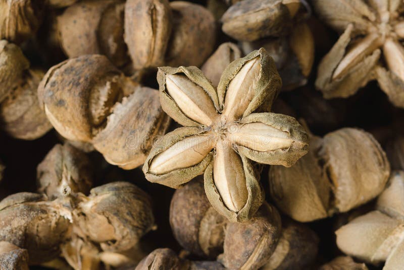 Sacha Inchi Seed Herbs Use Medicinaly Omega Stock Photo - Image of ...