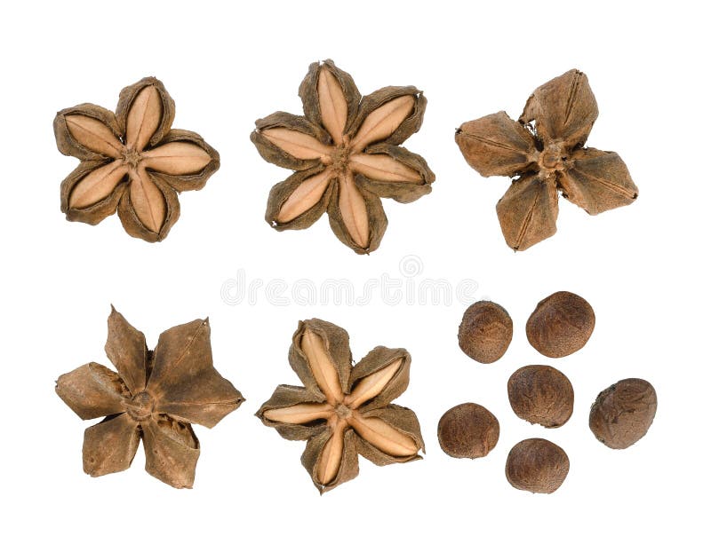 Sacha Inchi Seed on White Background Stock Photo - Image of plukenetia ...