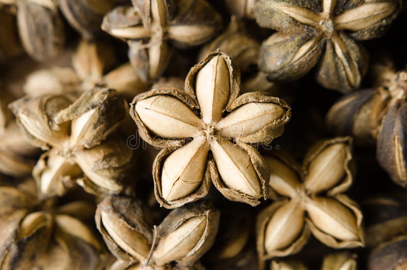 Sacha inchi seeds stock photo. Image of vitamin, iodine - 69834454
