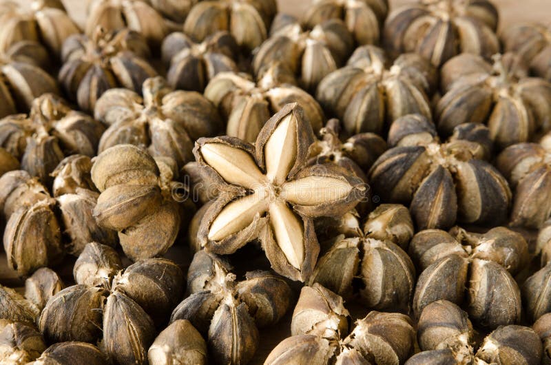 Sacha inchi seeds stock image. Image of young, natural - 69834455