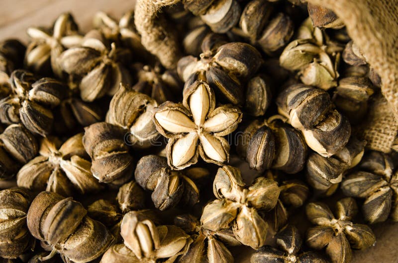 Sacha inchi seeds stock image. Image of fruit, protein - 69834283