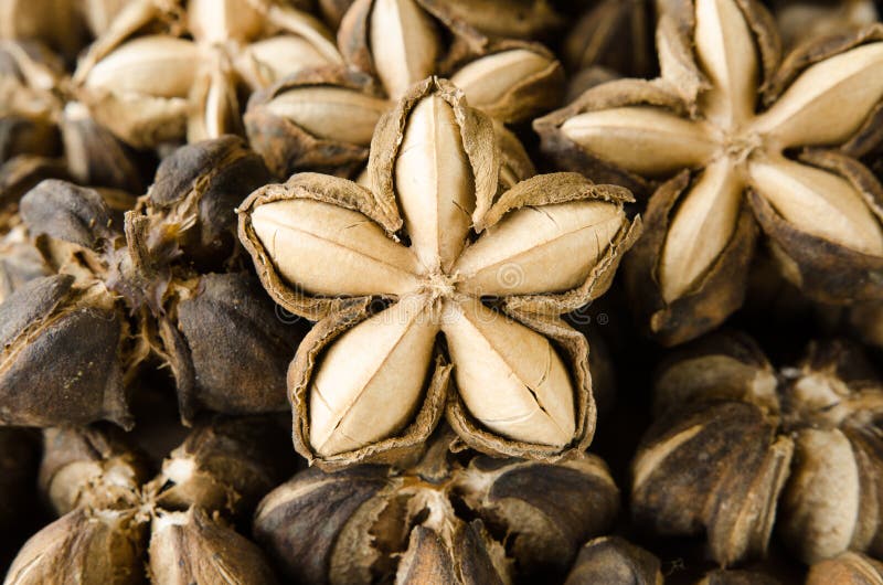 Sacha inchi seeds stock photo. Image of seed, plukenetia - 69834492