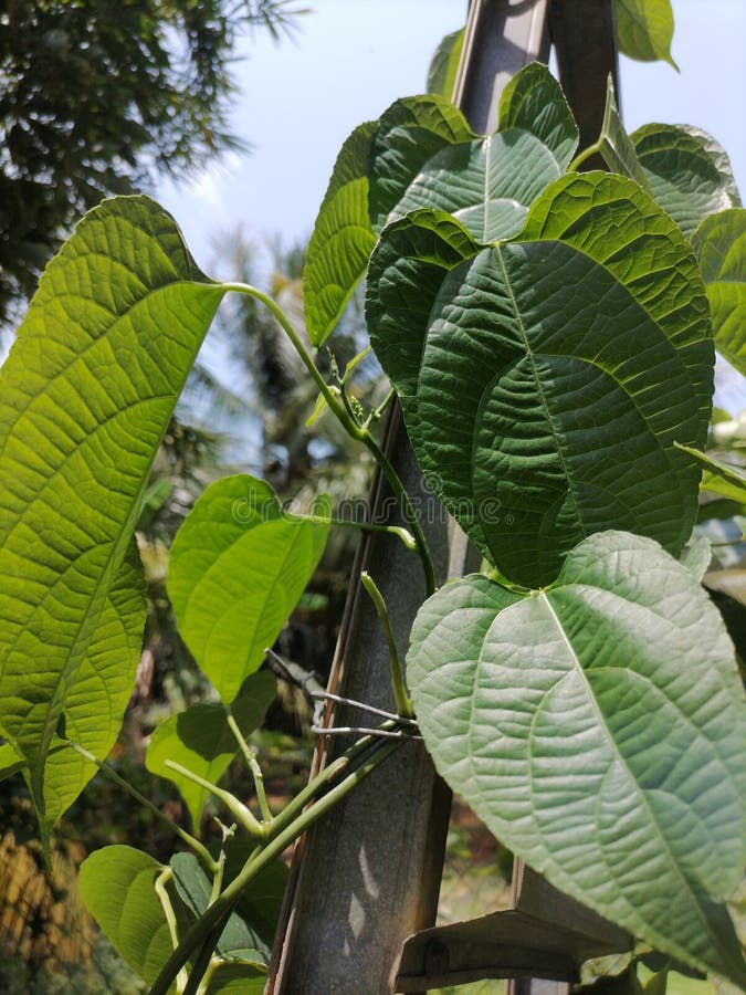 Sacha Inchi Tree SUPERFOOD PLANT in the World Stock Photo - Image of ...