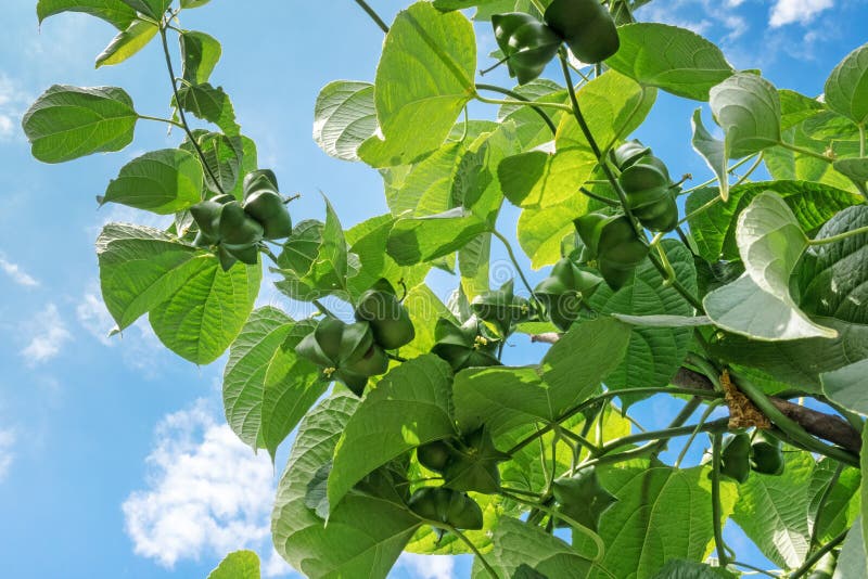 Sacha-Inchi pod stock image. Image of rich, capsule, sacha - 30064623