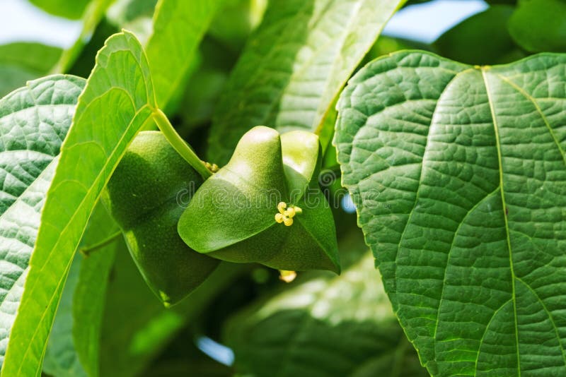 Sacha Inchi stock photo. Image of nature, volubilis, inca - 91062510