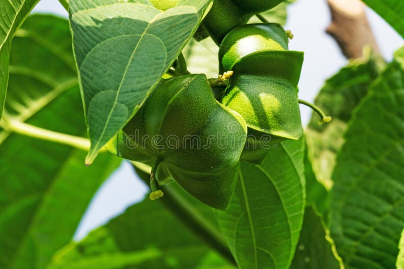 Sacha Inchi stock photo. Image of plukenetia, outdoors - 84949102