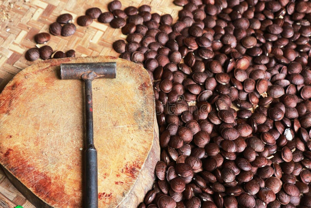 SACHA INCHI. stock photo. Image of seed, shell, food - 91529422