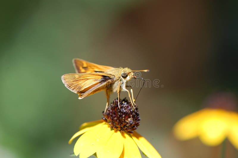 Sachem Skipper in Illinois stock photo. Image of illinois - 76259286