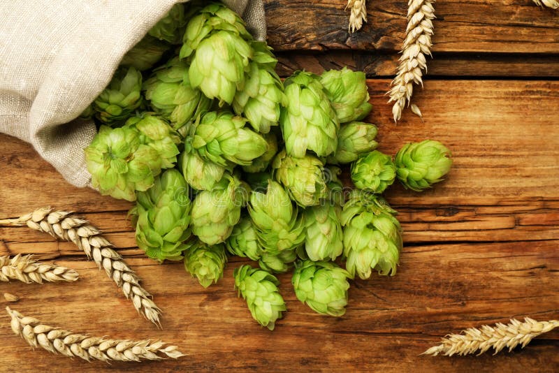 Sack with Fresh Green Hops and Wheat Ears on Wooden Table, Flat Lay ...