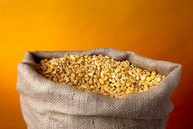 Sack of golden corn stock photo. Image of crop, sack - 17911612