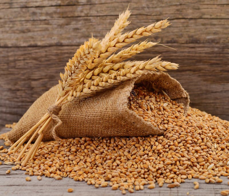 A sack of grain stock image. Image of kernels, odor, bulgar - 19752889