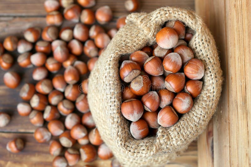 Hazelnuts stock image. Image of hazelnut, nutshell, organic - 239619237