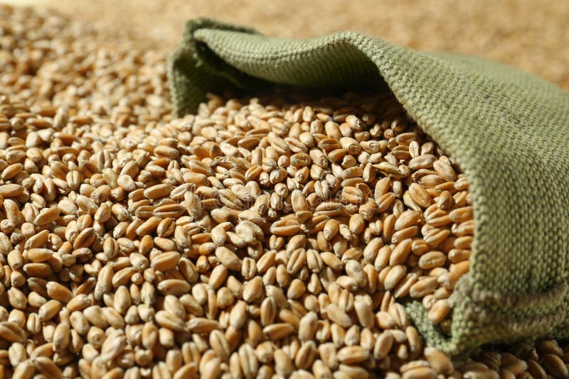 Sack with Many Wheat Grains, Closeup View Stock Photo - Image of dried ...