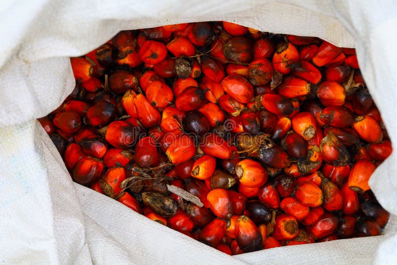 A sack of oil palm fruit stock photo. Image of cuisine - 210942784