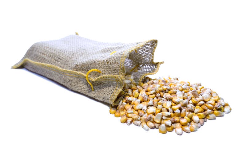 Sack and Scattered Corn Isolated Stock Photo - Image of grain, ripe ...