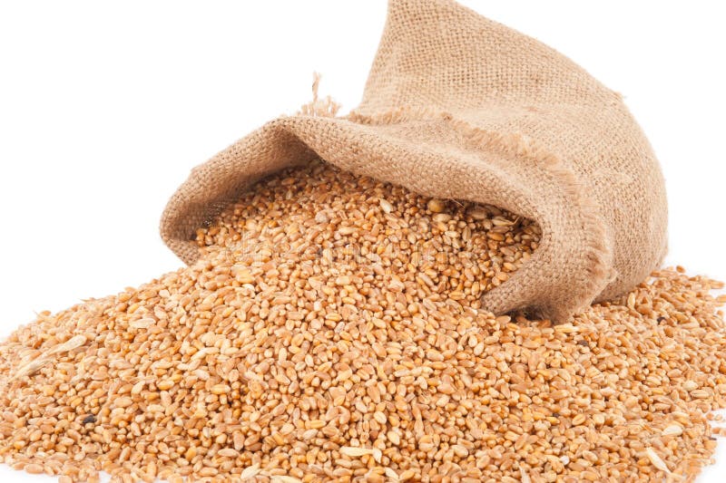 Sack of wheat grains stock photo. Image of kernels, energy - 82375444