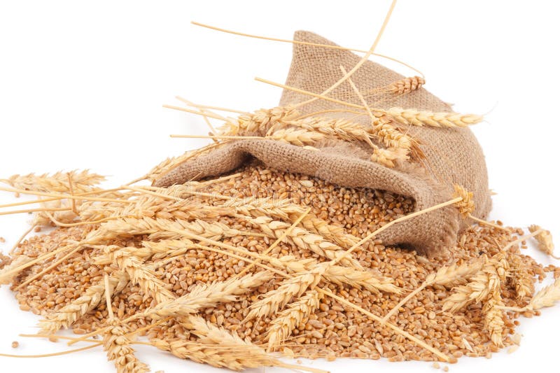 Sack of wheat grains stock image. Image of detail, crushed - 82380565
