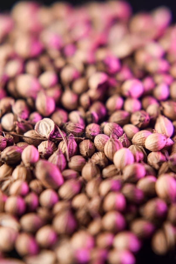 Sack Whole Coriander Seeds Photo Stock Image - Image of dunga, aroma ...