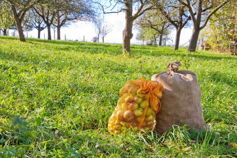 Sacks with apples stock image. Image of biological, landscape - 45255077