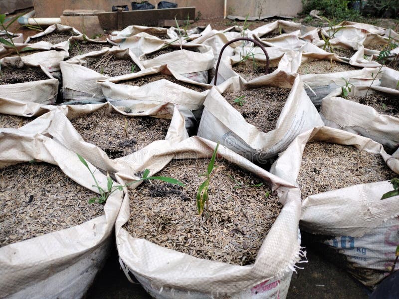 Sacks Filled with Husks for Planting Media Stock Photo - Image of food ...