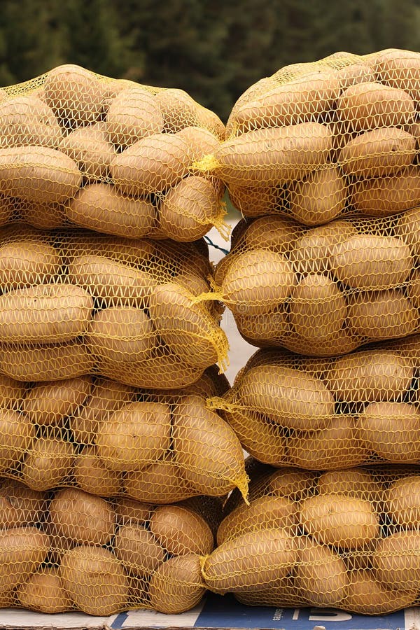 Bagged potatoes stock photo. Image of gross, food, conveyor - 49246784