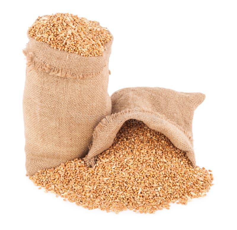 Sacks of wheat grains stock photo. Image of open, sack - 17304768