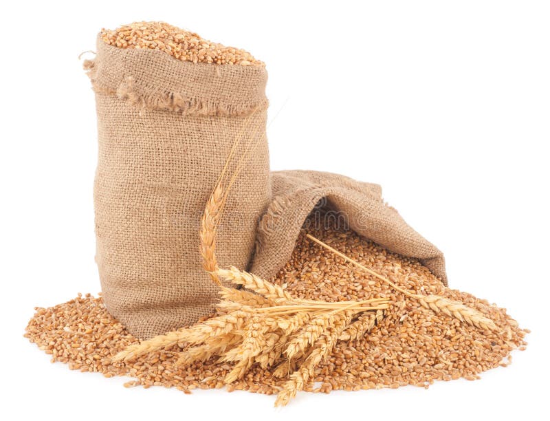 Sacks of wheat grains stock photo. Image of open, sack - 17304768