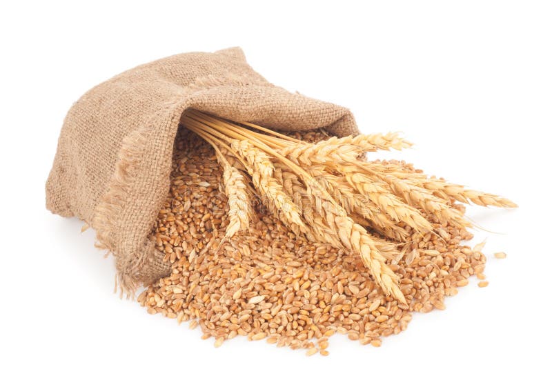 Sacks of wheat grains stock photo. Image of open, sack - 17304768