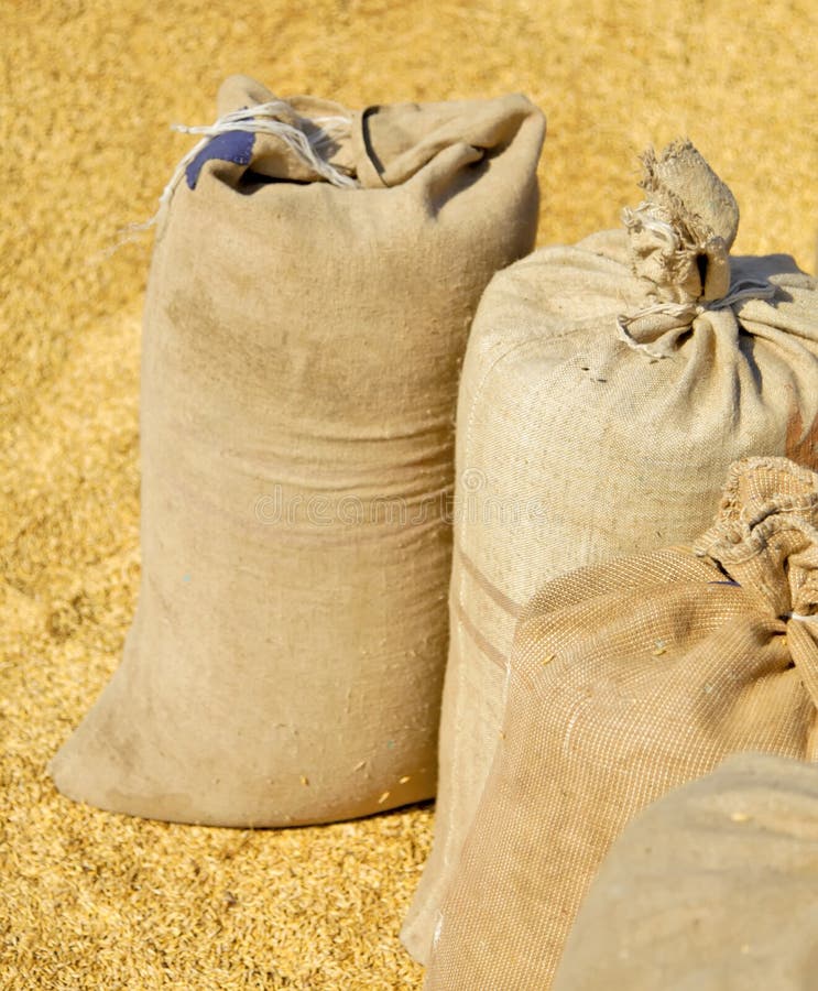 Sacks with wheat harvest stock image. Image of isolated - 18814567