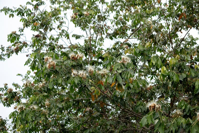 Sacky Sac Bean Tree stock photo. Image of flora, food - 226437034