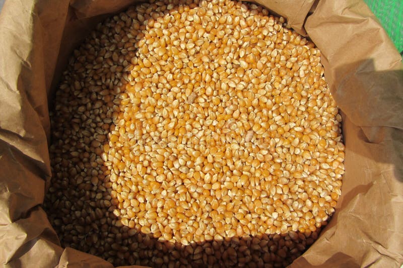 Saco do milho foto de stock. Imagem de sabor, mercado - 77361124